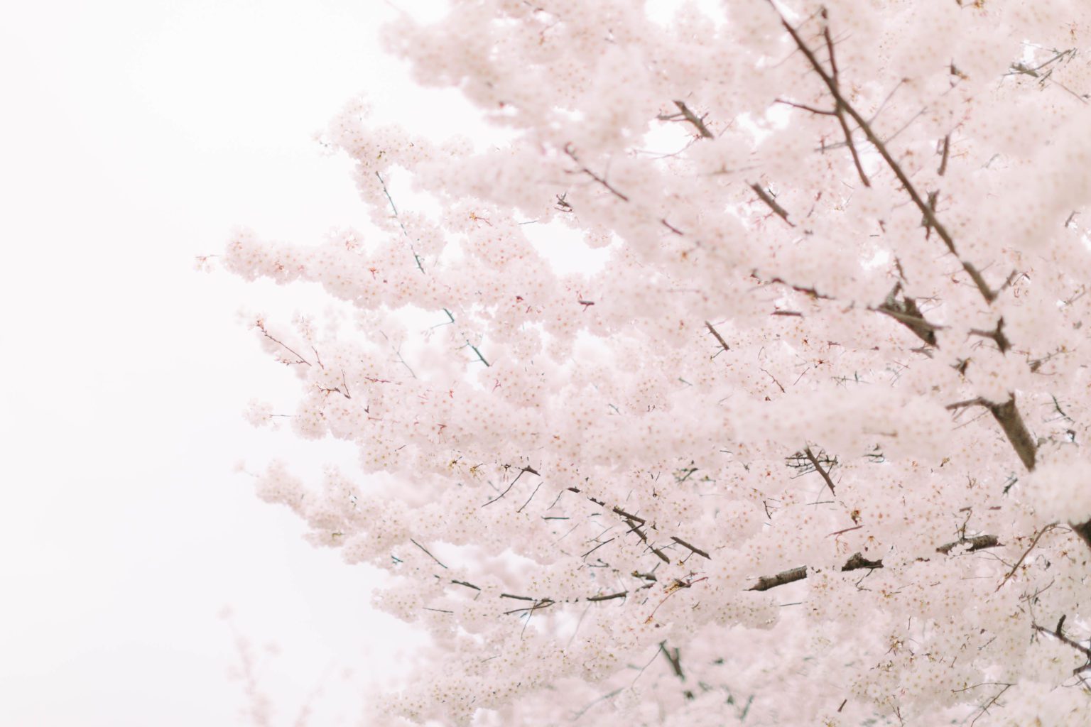 It's Almost Cherry Blossom Season! – laurendieckhaus.com